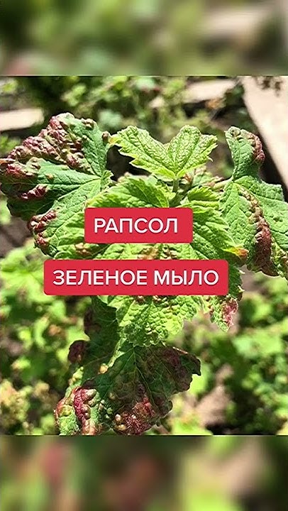 ГАЛЛОВАЯ ТЛЯ! #огород #дача #дачасадогород - YouTube