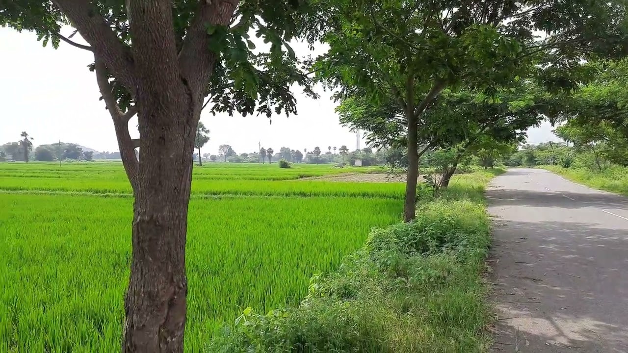 very much hard working farmers in South India | best farming skills in ...