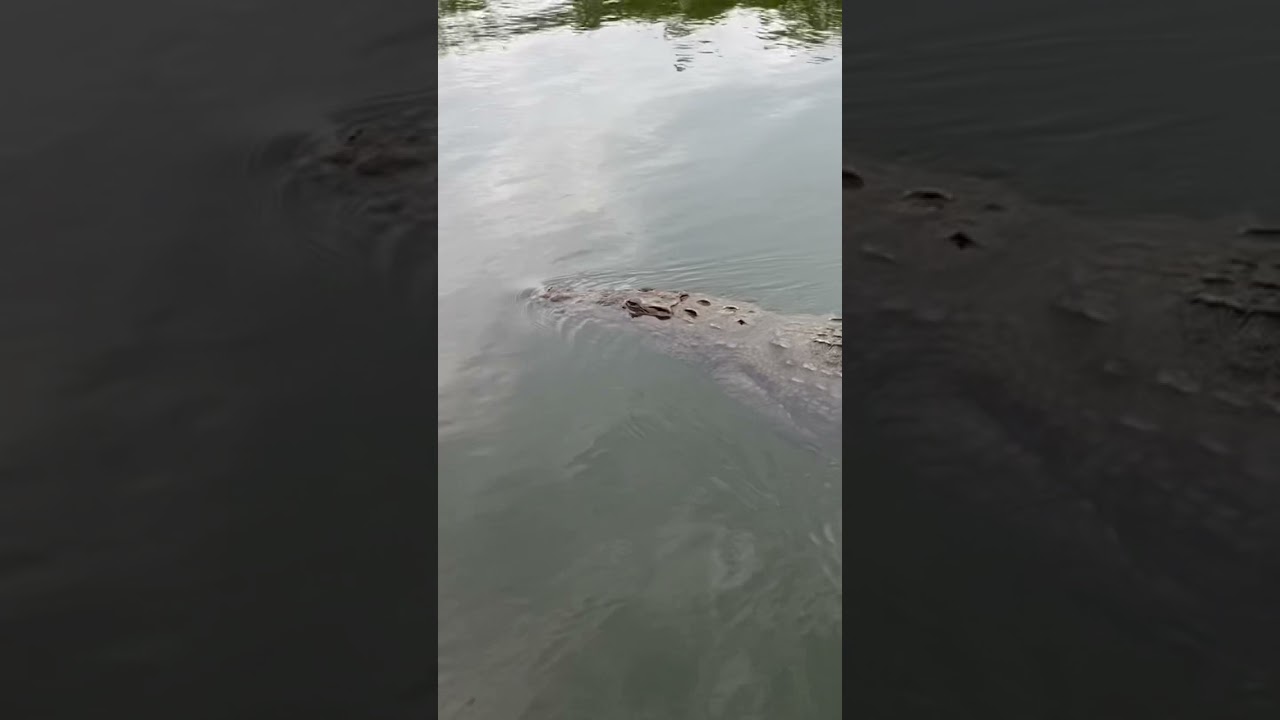 Fred the Croc back at Black Point Marina - YouTube