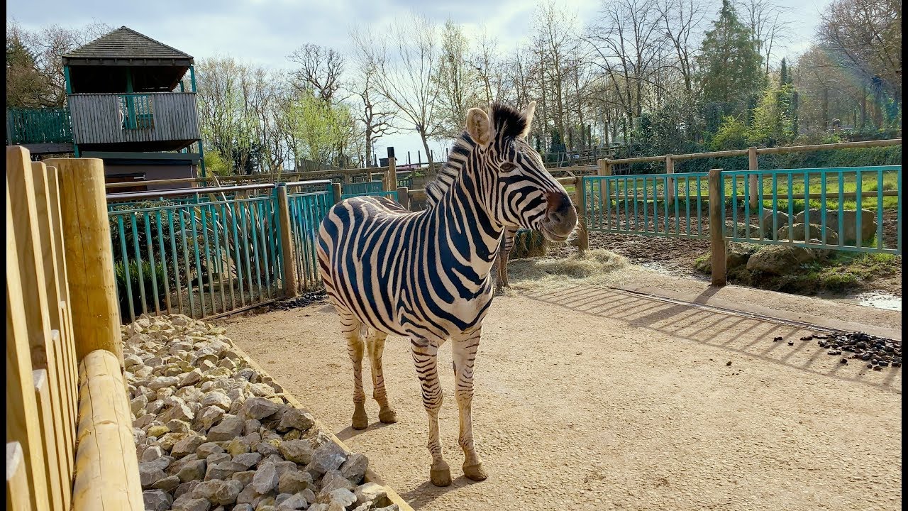Paradise Wildlife Park 2019 shot on iphone xs - YouTube