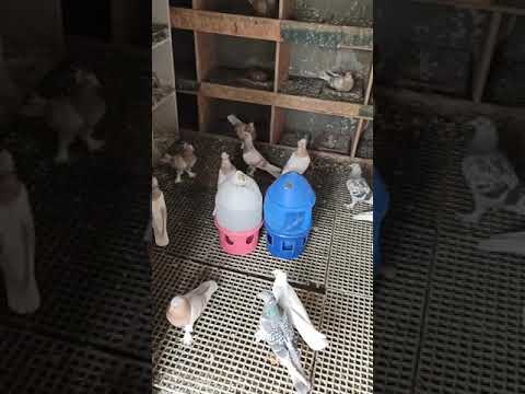 limon sarı takkalılar