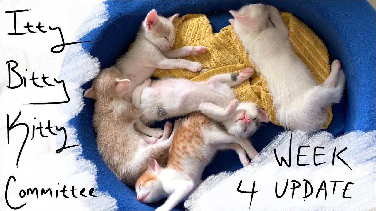 Itty Bitty Kitty Committee - WEEK 4 UPDATE - YouTube