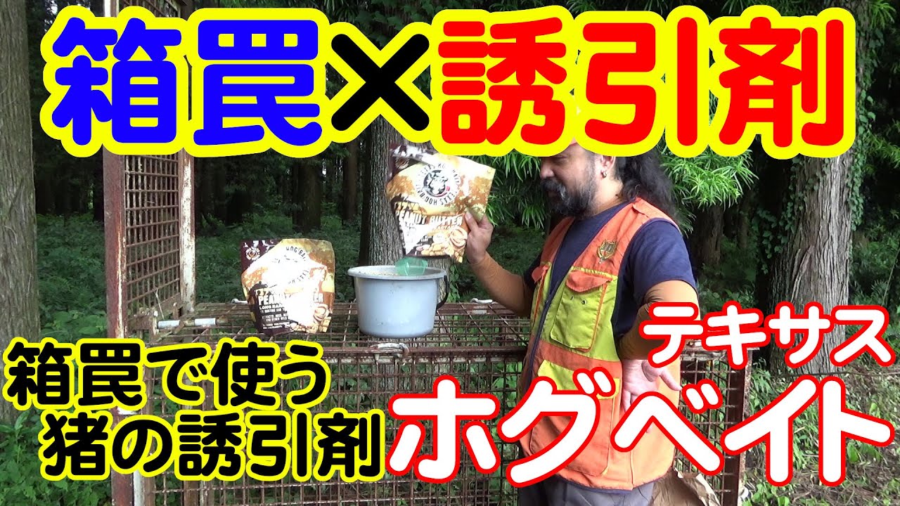 狩猟解説 】vol24 イノシシの誘引剤を箱罠で使う手順 箱罠の餌の撒き方 ホグベイト(顆粒タイプ)の場合【猪】【鹿】【わな猟】【誘引剤】 Youtube