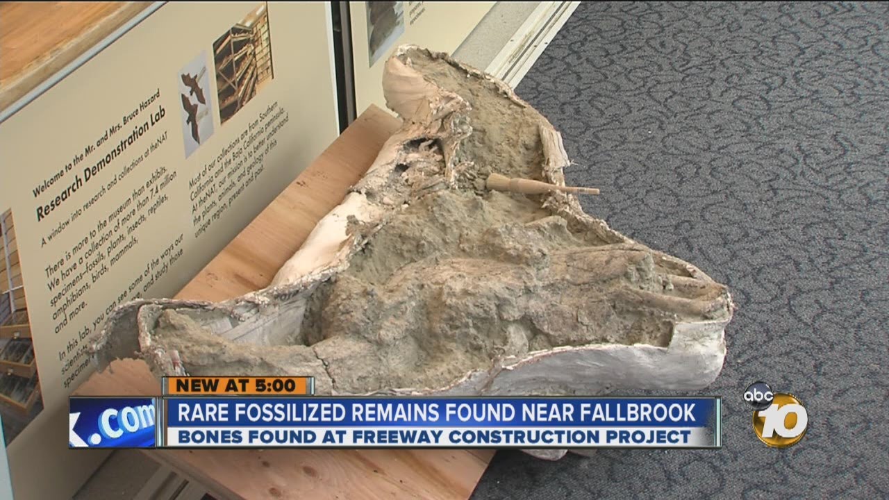 San Diego Natural History Museum unveils fossilized bones of Ice Age ...