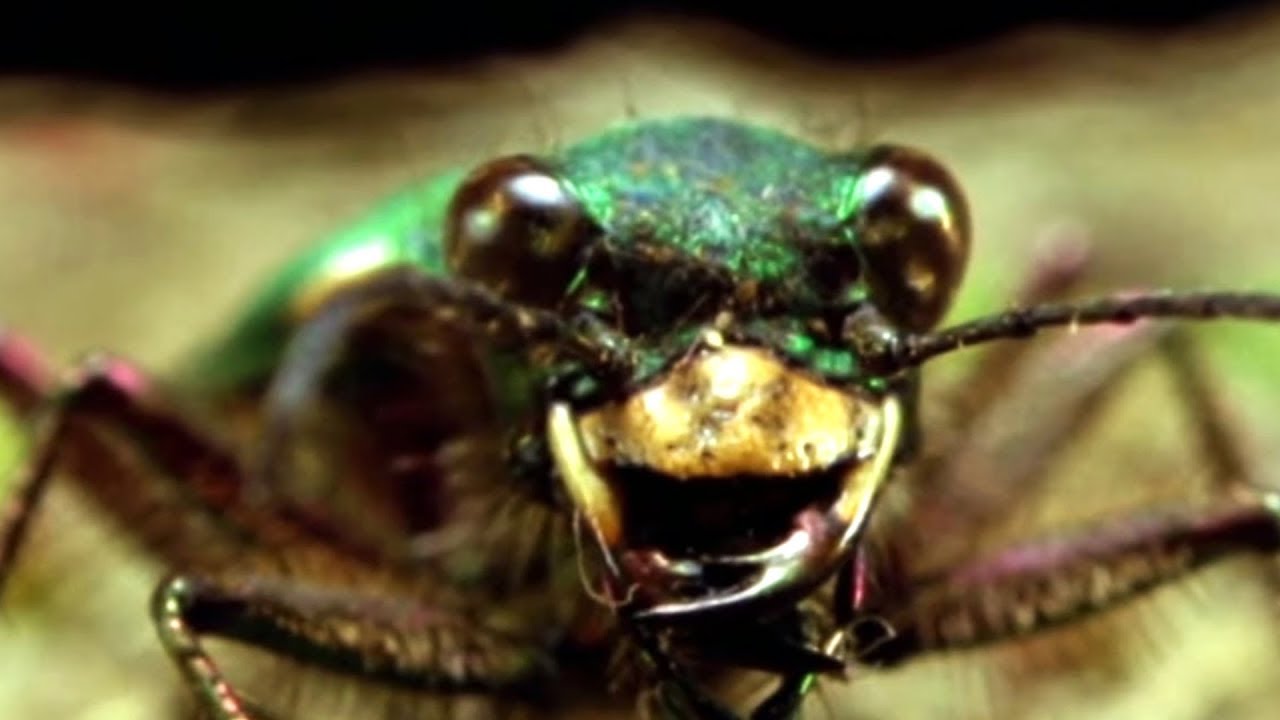 Facts About Beetles - Secret Nature | Beetle Documentary | Natural ...