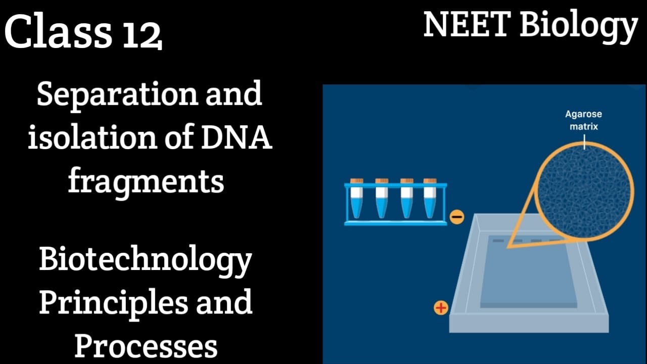 Sepration and isolation of DNA fragments l Class 12th Biology l ...