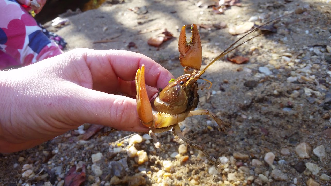 Torturing the crayfish - YouTube