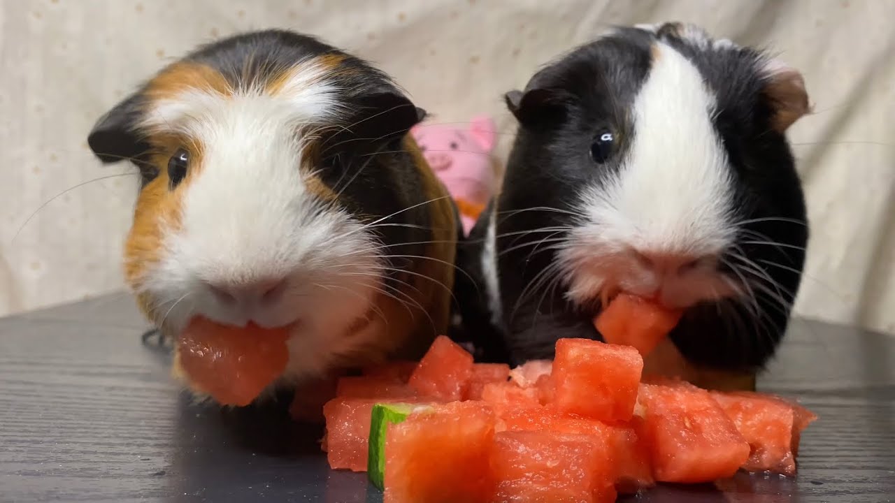 Guinea Pig Eating Watermelon | Stress Relief, Sleep Aid and ...