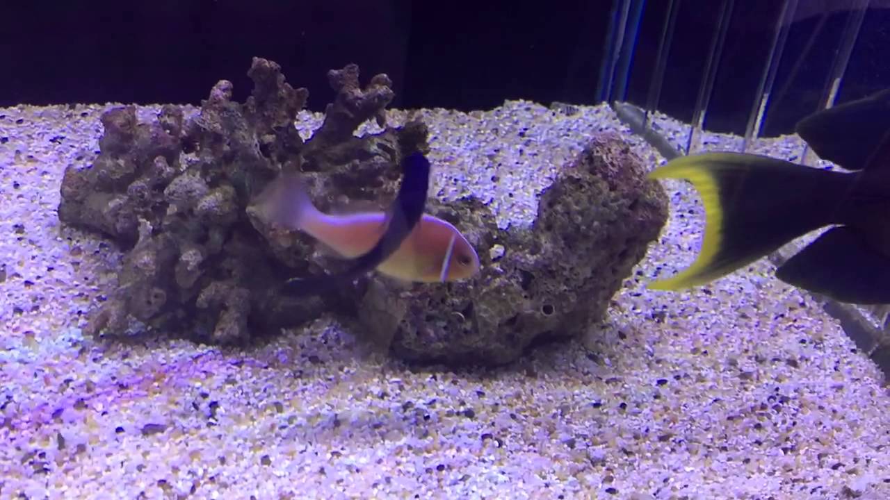 About Blue Assessor Fish - YouTube