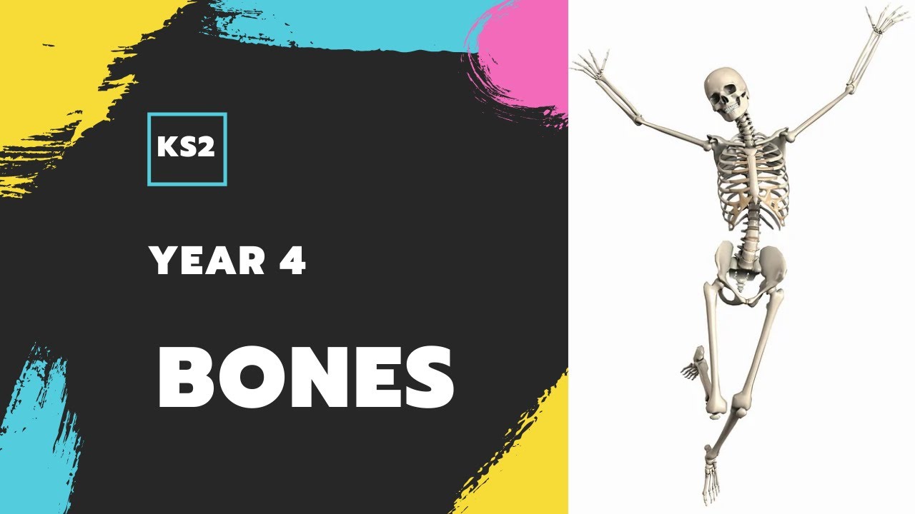 Bones and the Skeleton | Year 4 | Key Stage 2 | Science for Kids - YouTube