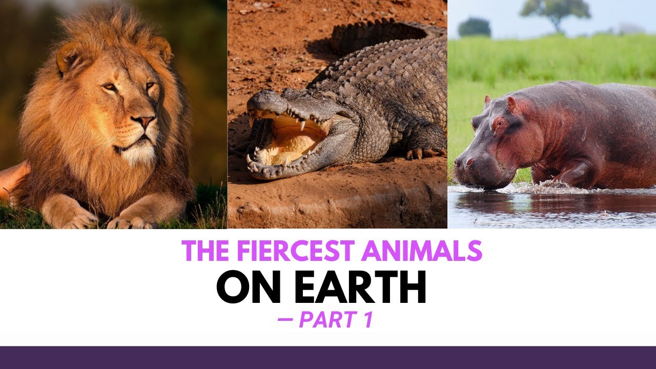 The Fiercest Animals on Earth – Part 1 - YouTube