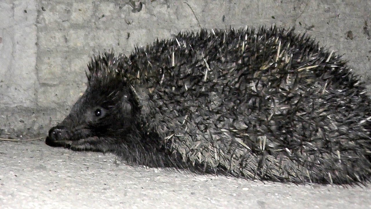 Ježek východní (Erinaceus roumanicus),Nördlicher Weißbrustigel,Northern ...