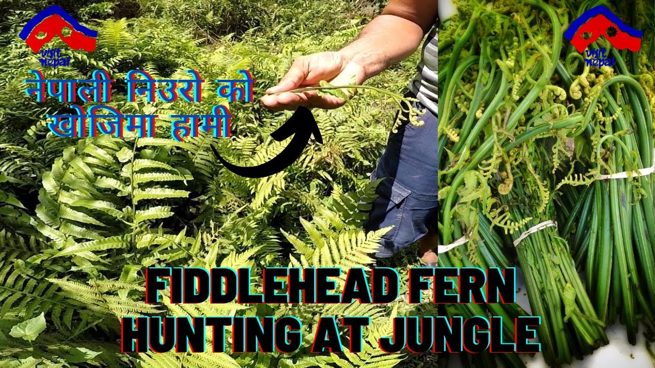 Fiddlehead fern Hunt at Tikauli Jungle|निउरो खोज्दै टिकौली जङ्गलमा ...