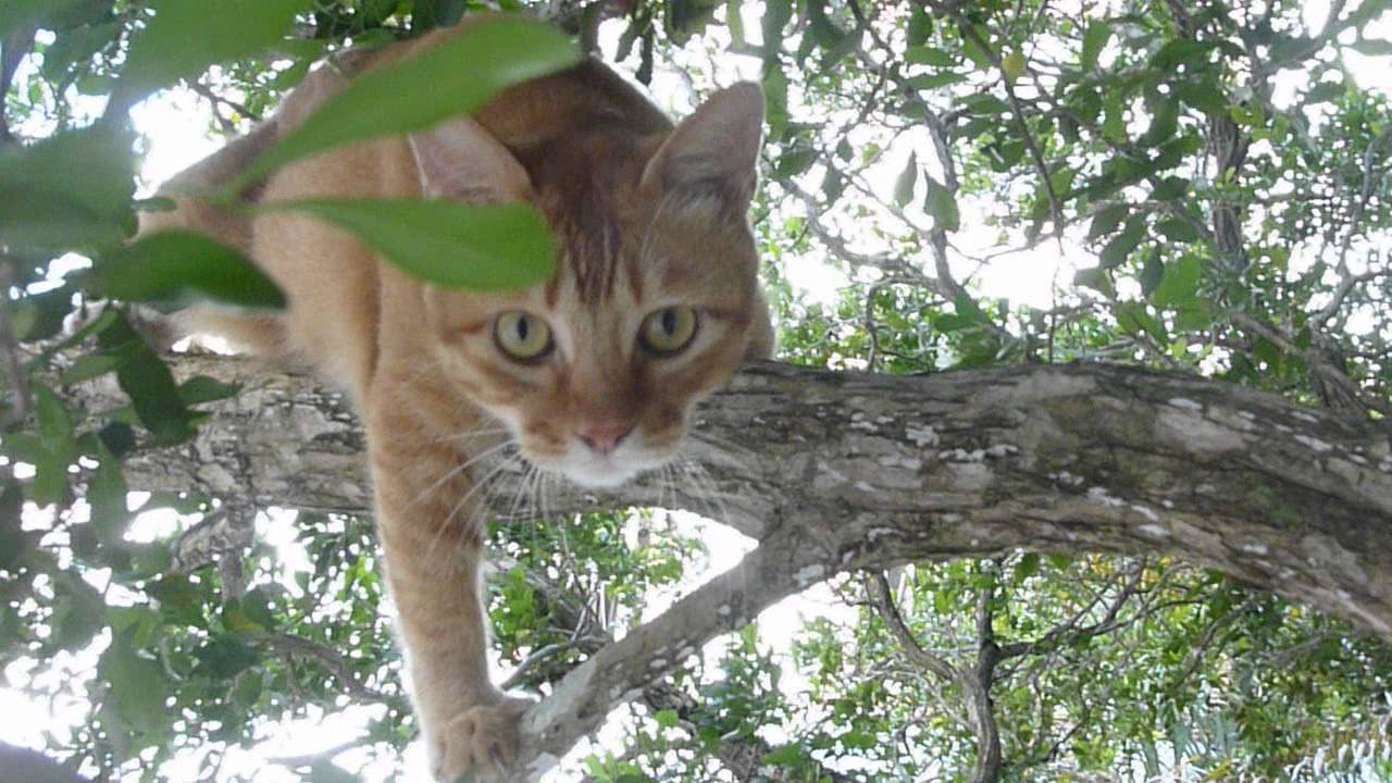 Puma tree climbing part 2 - YouTube
