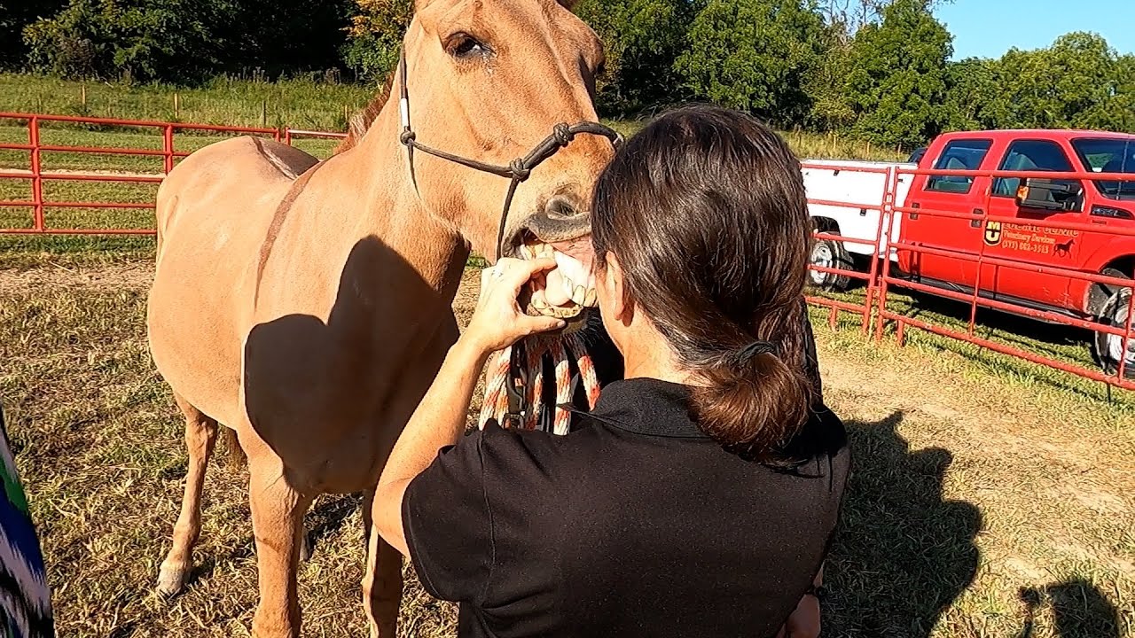 Mule Teeth - YouTube