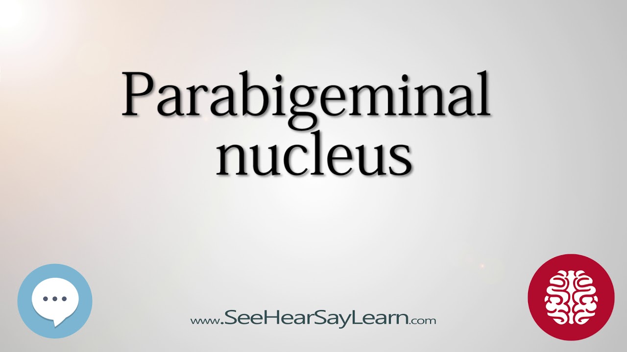 Parabigeminal nucleus Anatomy of the Brain SeeHearSayLearn 🔊 - YouTube