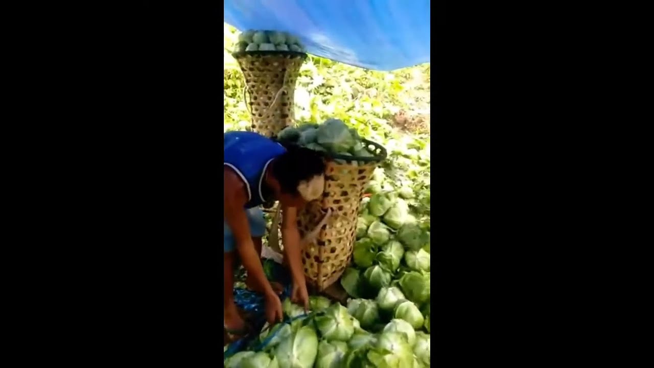 harvest Ng cabbage thank you Lord Sa Blessings//ANNE HAMILI VLOG - YouTube
