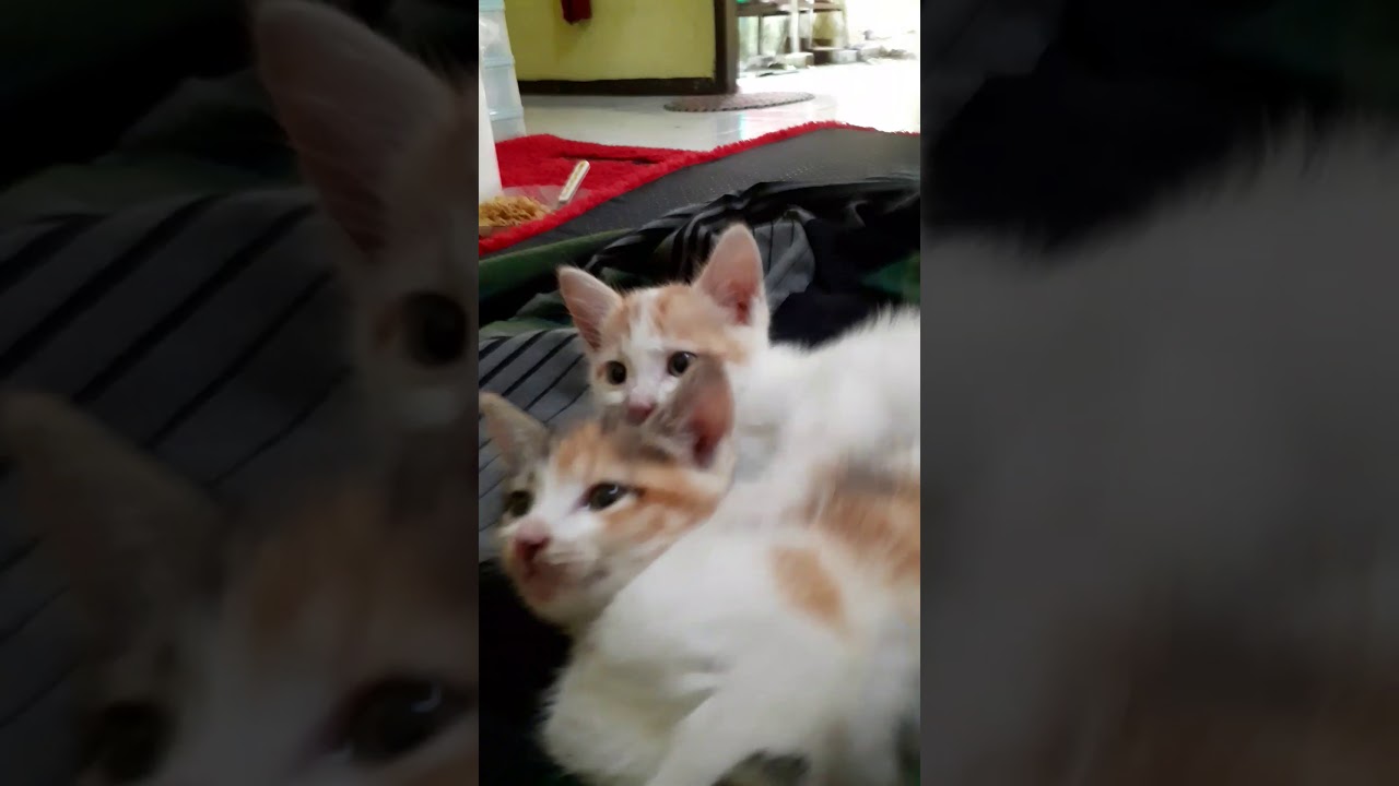Bermain dengan kucing - YouTube