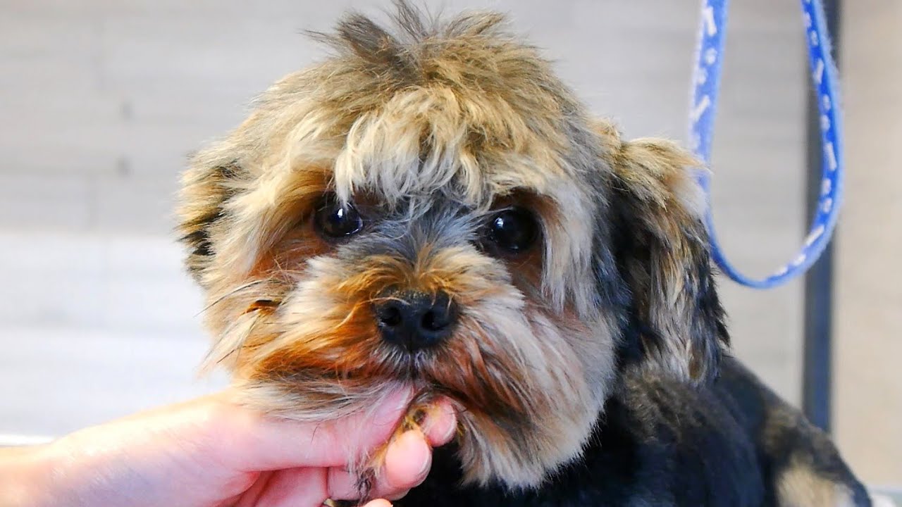 Yorkie Summer Cut - YouTube