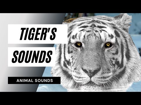 The Animal Sounds: Tiger's Sounds / Sound Effect / Animation - YouTube