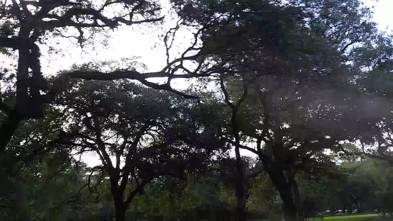 Trees Nature Houston Texas - YouTube