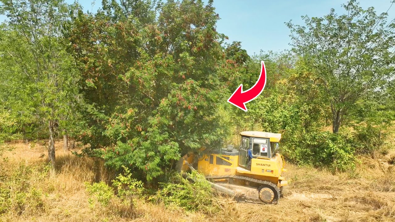 Amazing New Job!!! Dozer Plows Cutting Forest and Trimming Slope On ...