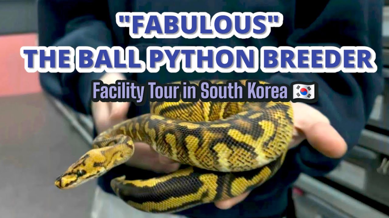 "FABULOUS" Ball Python Breeder Facility Tour in South Korea - YouTube