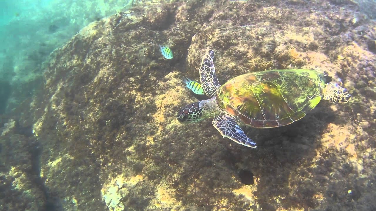 Six Turtle Snorkelling Trip - Snoopy Island, Fujairah, UAE - YouTube