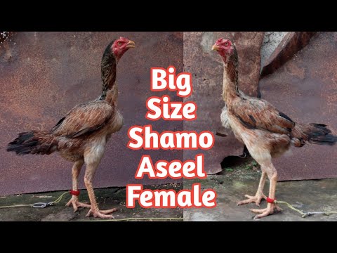 Big Size Shamo Aseel Female