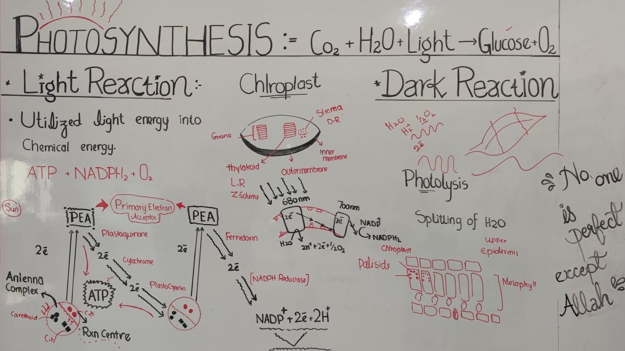 Photosynthesis Light reaction - YouTube