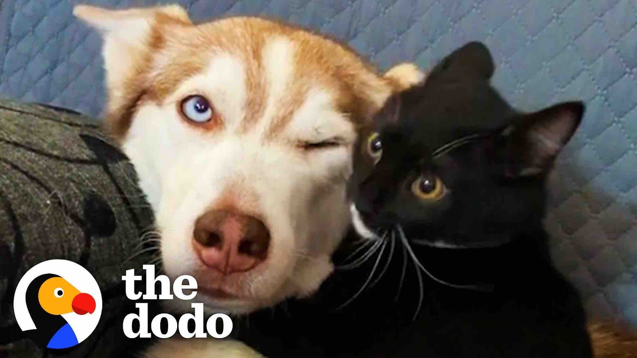 Tiny Kitten Tackles Giant Husky When He's Fully Grown | The Dodo - YouTube