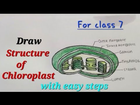 Structure of chloroplast drawing easy for class 7, how to draw ...