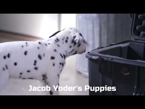 Jacob Yoder's Dalmation Puppies - YouTube