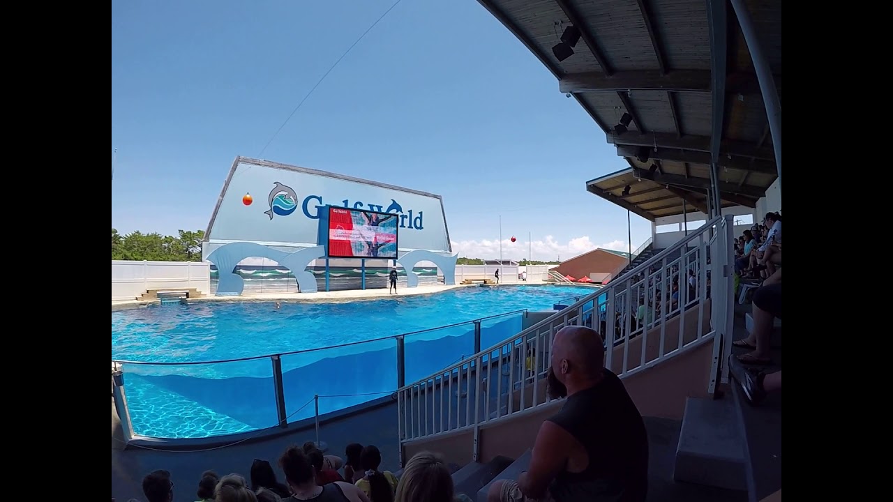 Gulf World Dolphin Show - YouTube