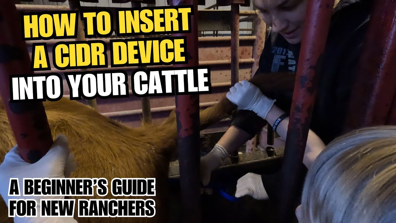 How To Insert A CIDR Device Into A Cow To Help With AI - YouTube