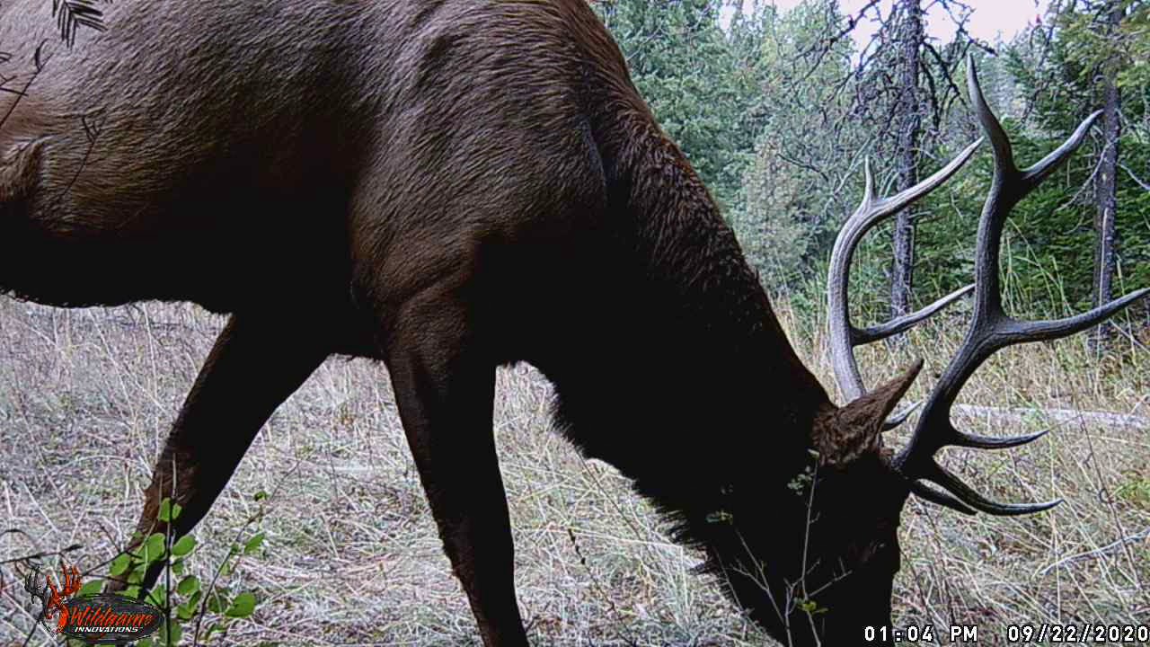 North Idaho Bull Elk/ Game Cam Video/ Mock Scrape - YouTube