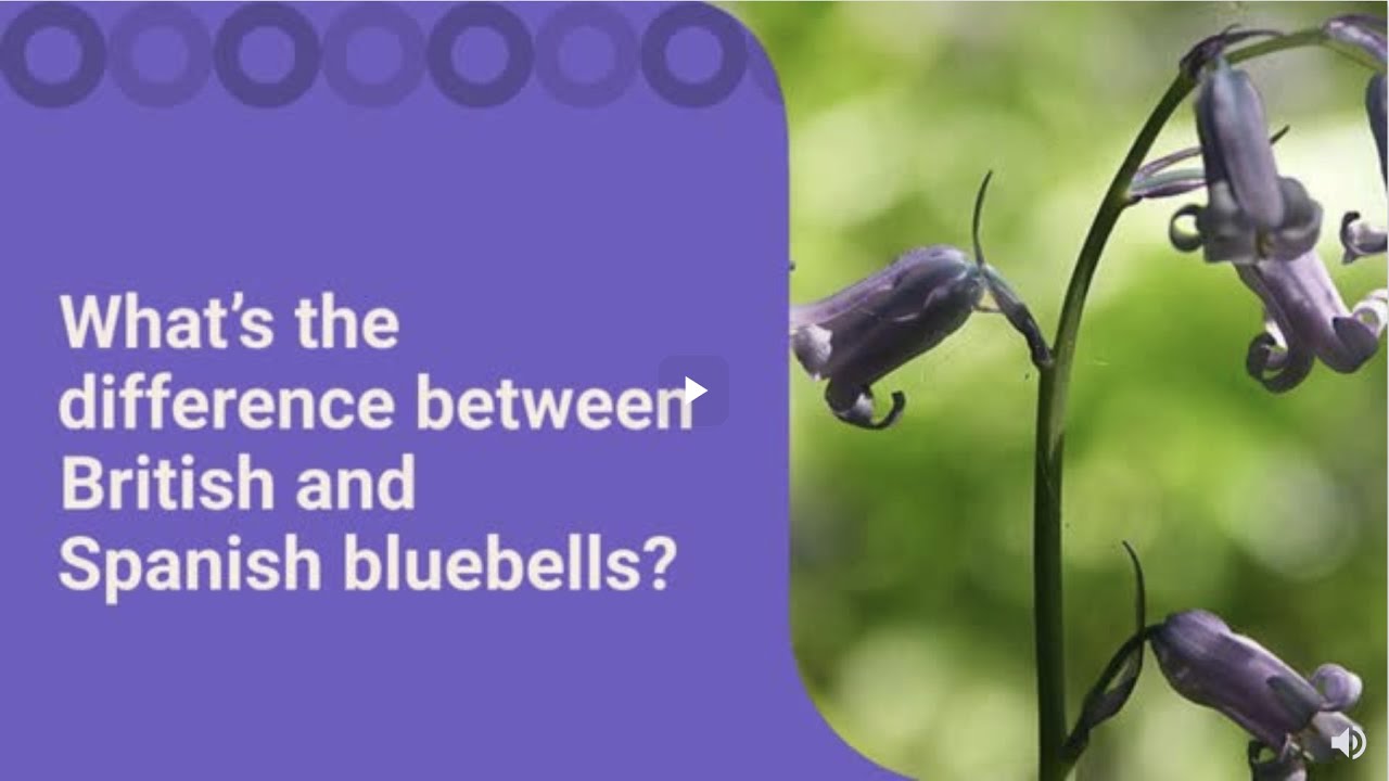 What's the difference between British and Spanish bluebells? - YouTube