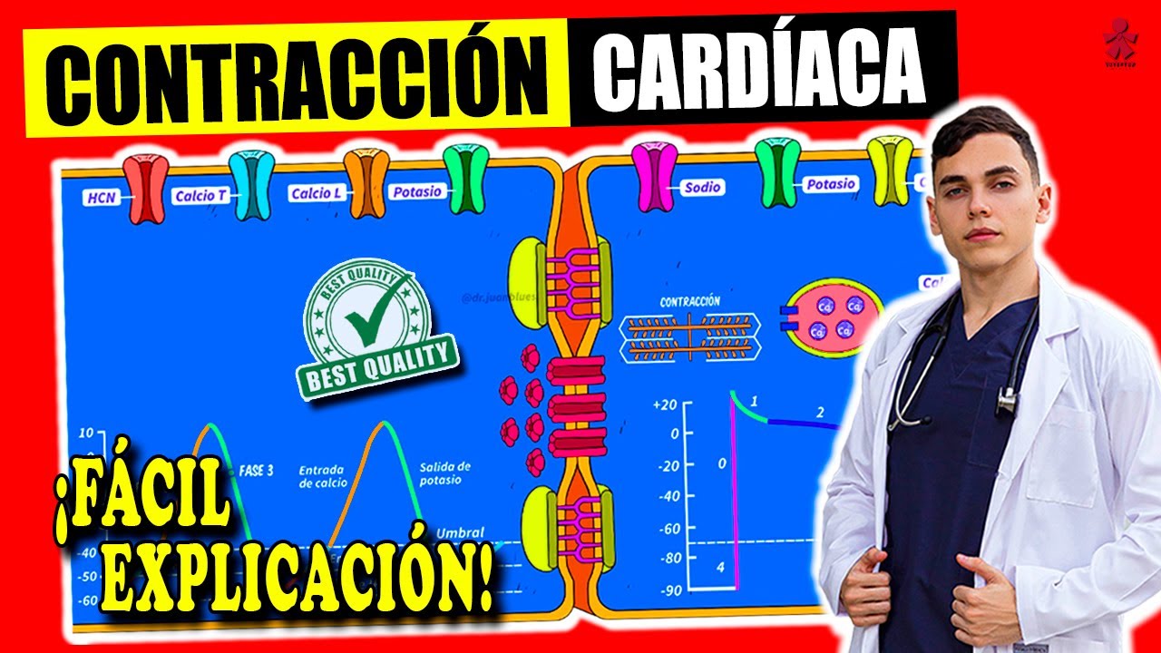 CONTRACCIÓN DEL MÚSCULO CARDIACO : Acoplamiento, Excitación, Potencial ...