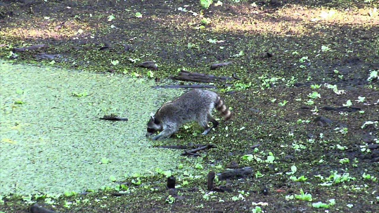 Raccoon Fishing - YouTube