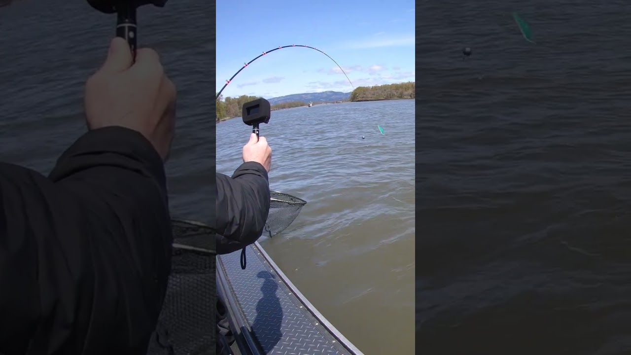 Netting 30lb Chinook SALMON #shorts #fishing #salmon - Fishing