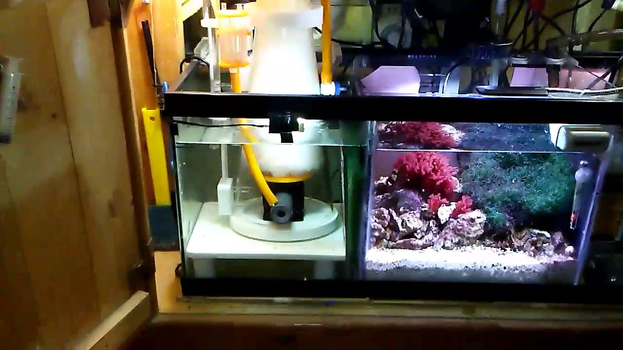 Refugium sump filtration - YouTube