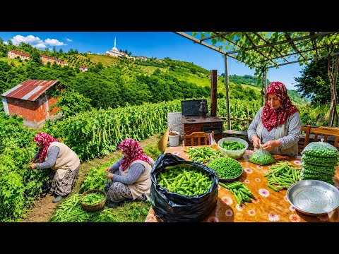 🫛 Bahçeden Topladık! Bezelyeyi Kışa Nasıl Hazırlıyoruz? Dondurucu Yöntemi