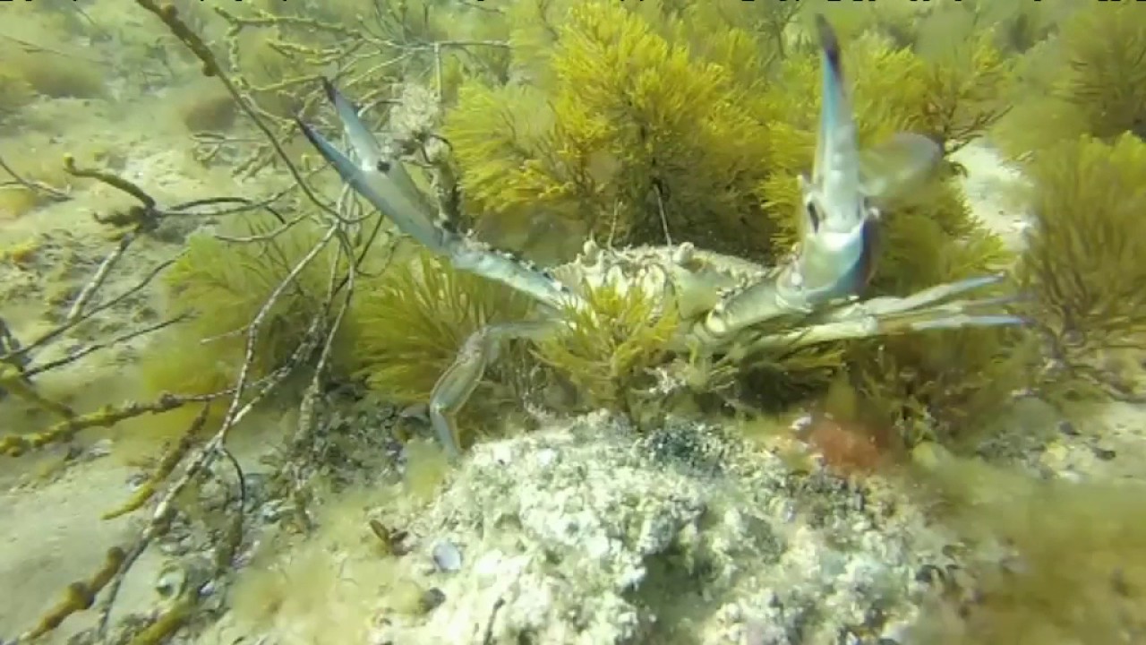Blue swimmer crabs - YouTube