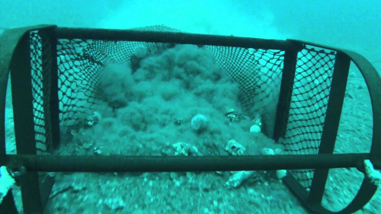 GoPro underwater footage catching queen scallops and scallops. - YouTube