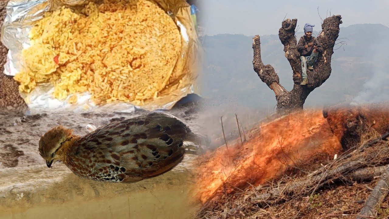 Burning fields for jhum cultivation.my villages field burning ...