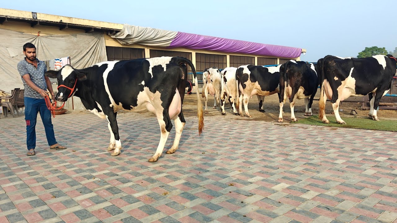 16 ਗਾਵਾਂ ਪ੍ਰਦੀਪ ਲੋਹਾਖੇੜਾ ਵਾਲੇ ਕੋਲ ਵਿਕਾਊ, 16 Cows For Sale - YouTube