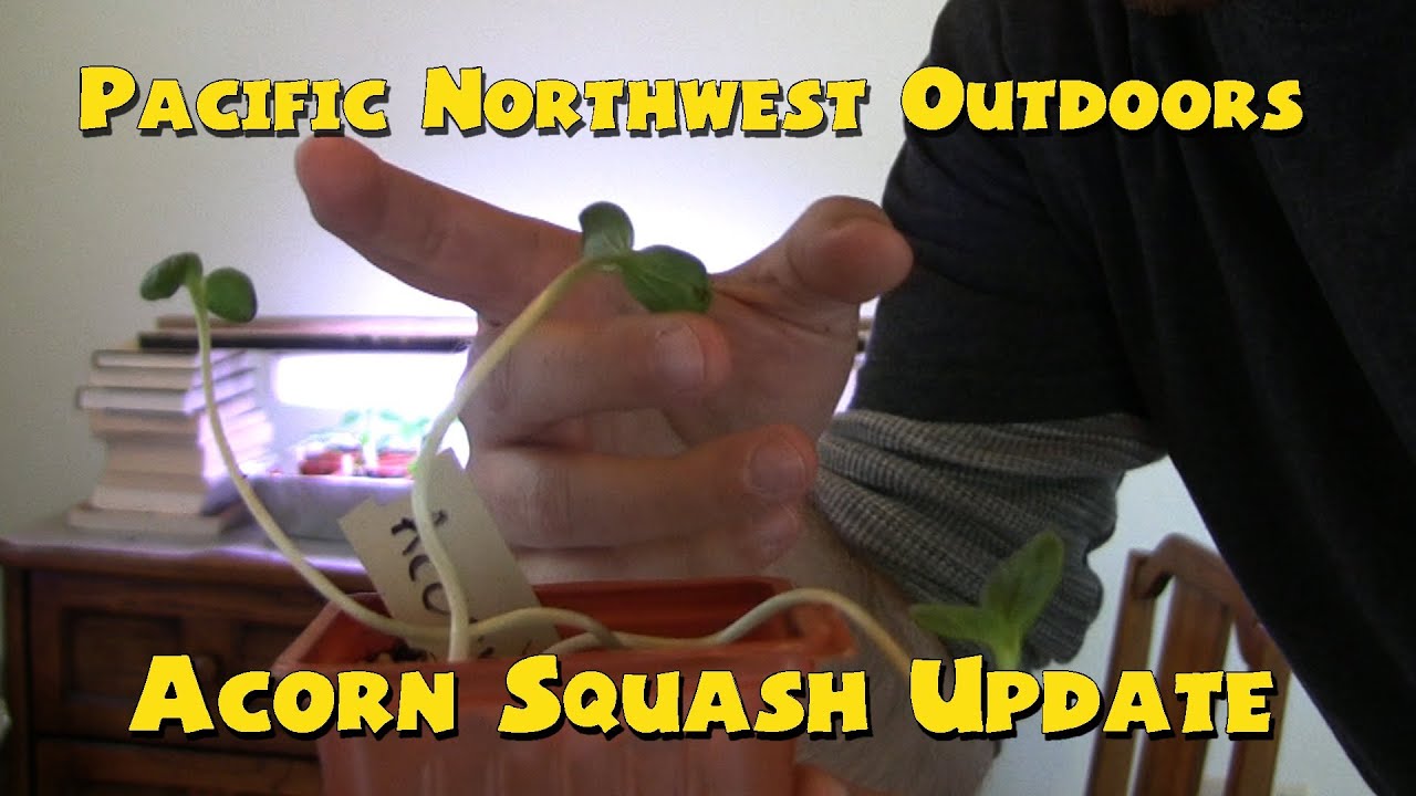 Acorn Squash Update - Pacific Northwest Outdoors - YouTube