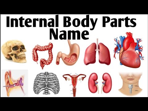 Internal Body Parts Name In English | Name of Body parts - YouTube