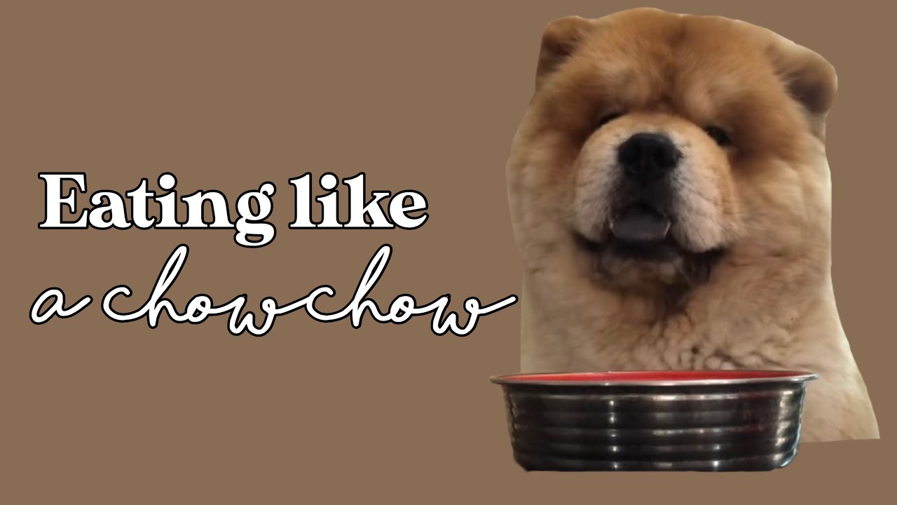 EAT LIKE A CHOW CHOW | ZEE CHOW - YouTube