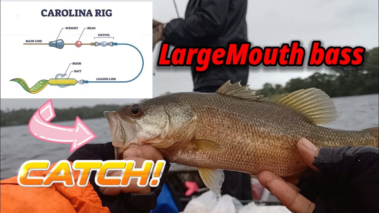 Carolina rig || LargeMouth Bass @cavinti laguna fishing. # ...